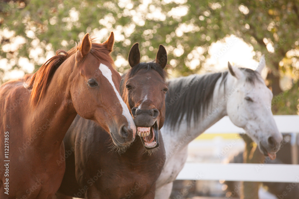 Three horses standing together by a white fence with one yawning. Stock ...