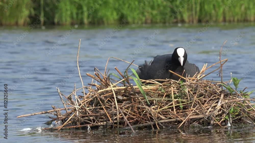 coot goes in the nesting place, looks the eggs and preening feather ...