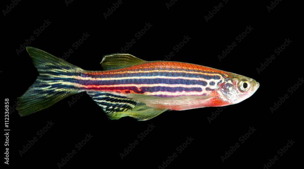 GloFish zebra danio isolated Stock Photo | Adobe Stock