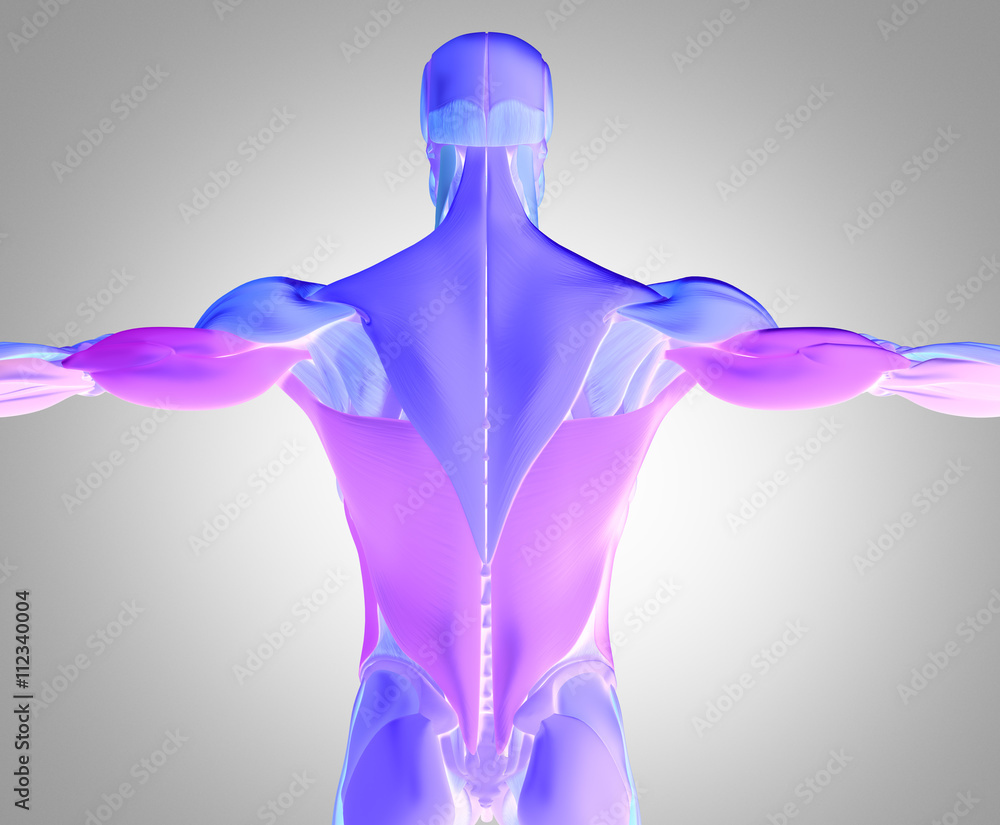 Human anatomy muscle groups, torso back, color coded. 3d illustration ...