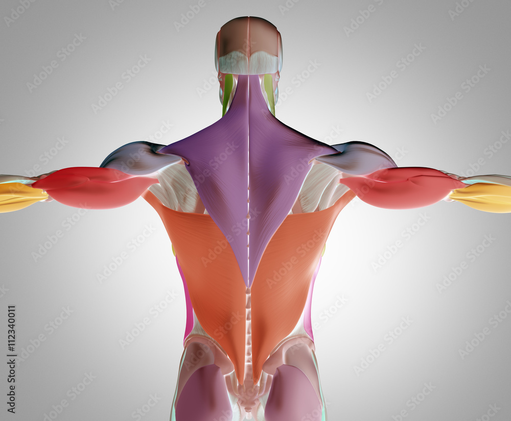 Human anatomy, muscle groups. Torso back.. 3d illustration. Stock ...
