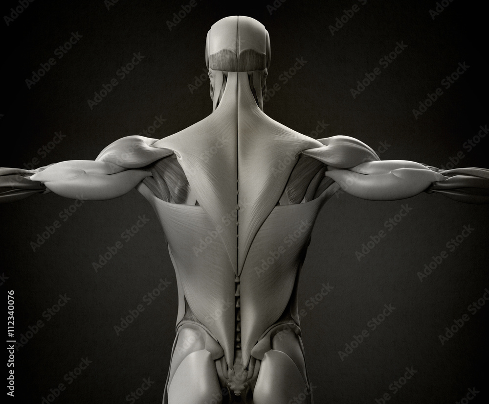 Human anatomy, muscle groups. Torso back.. 3d illustration. Stock ...