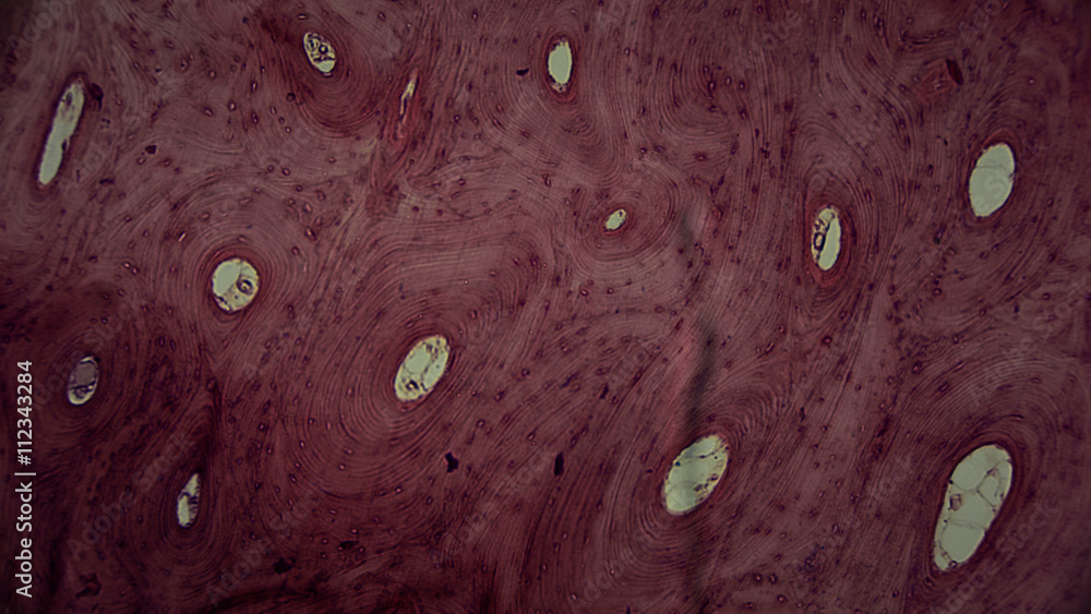 menschliche Zellen unter dem Mikroskop - Anatomie / Histologie ...