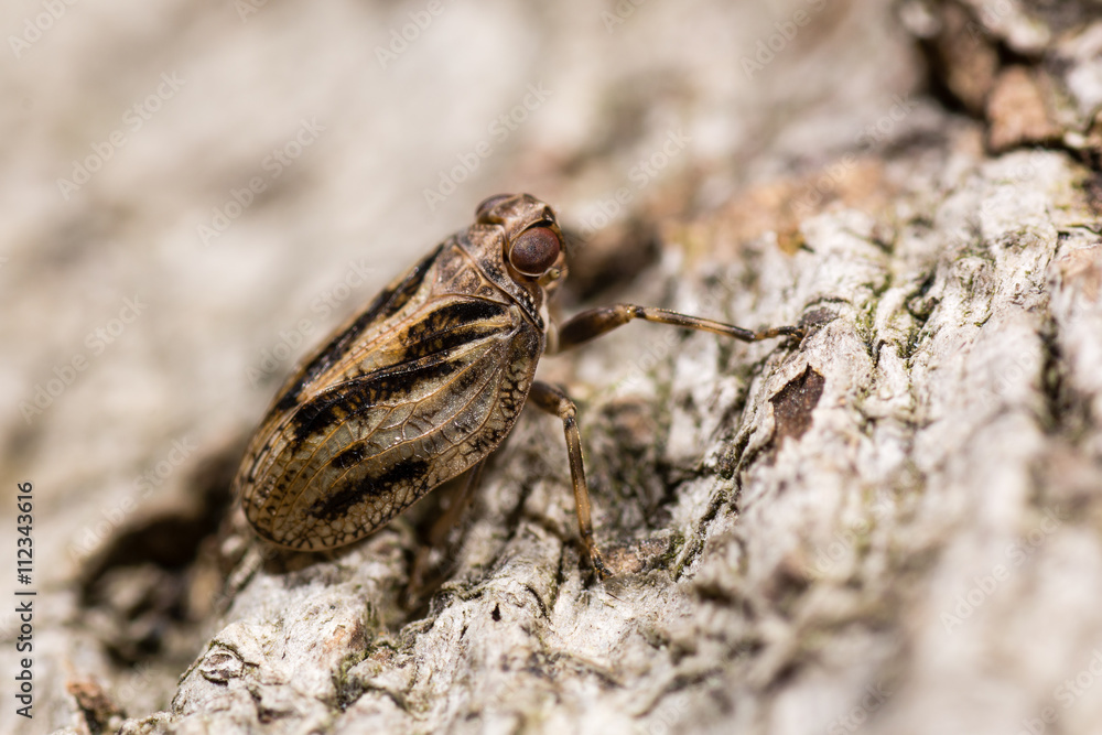 Issus coleoptratus (Homoptera). Bug in the order Hemiptera, in the ...