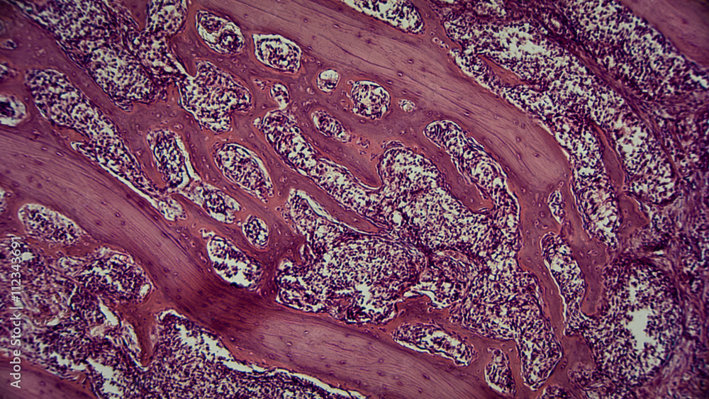 menschliche Zellen unter dem Mikroskop - Anatomie / Histologie ...
