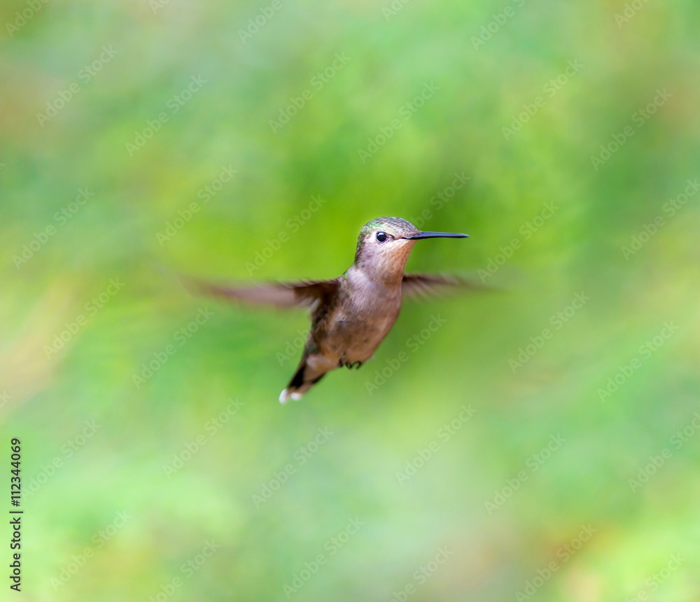 Ruby Throated Humming bird in a boreal forest in Northern Quebec after ...