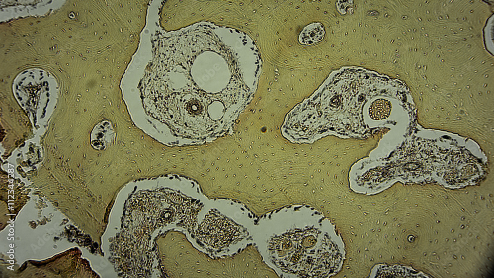 menschliche Zellen unter dem Mikroskop - Anatomie / Histologie ...