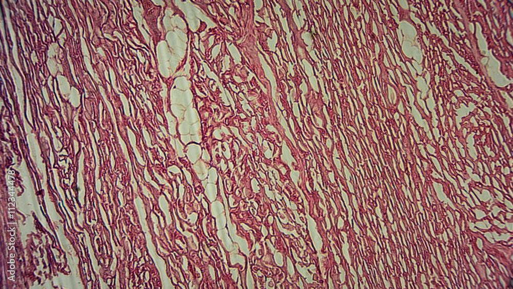 menschliche Zellen unter dem Mikroskop - Anatomie / Histologie ...