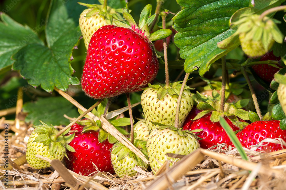 Reife rote Erdbeeren und nachwachsende grüne Erdbeeren am ...