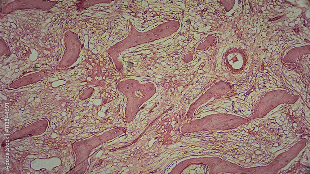 menschliche Zellen unter dem Mikroskop - Anatomie / Histologie ...