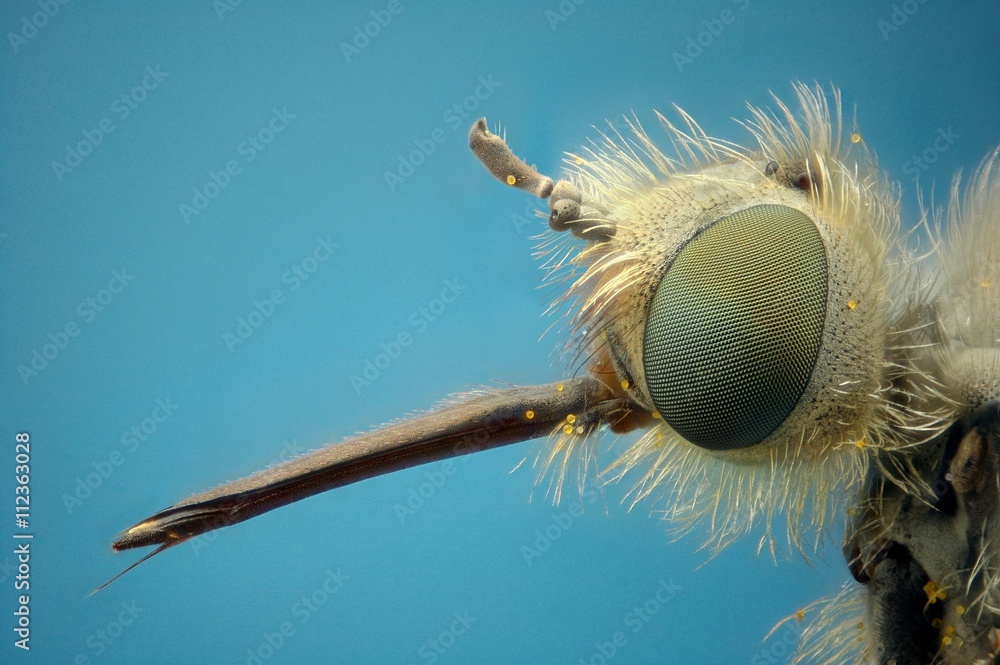 Fotografia do Stock: Microfotografía de la cabeza de una mosca abeja ...