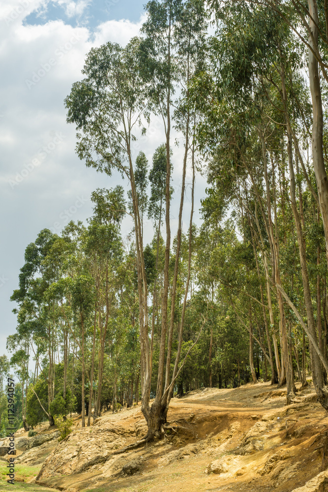 Tall Eucalyptus trees of Entoto, Addis Ababa Stock Photo | Adobe Stock