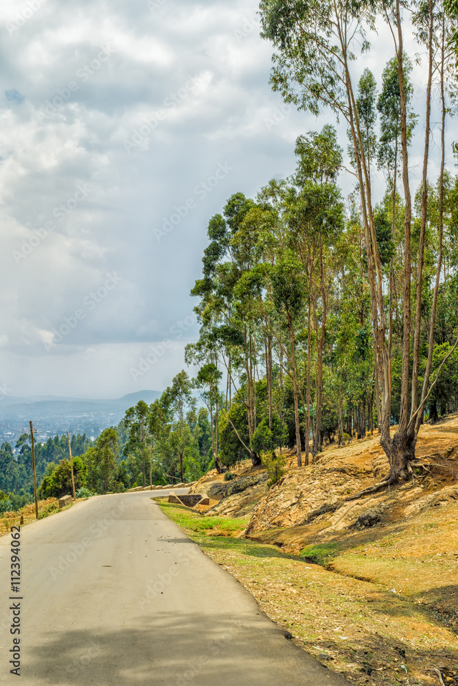 Tall Eucalyptus trees of Entoto, Addis Ababa Stock Photo | Adobe Stock