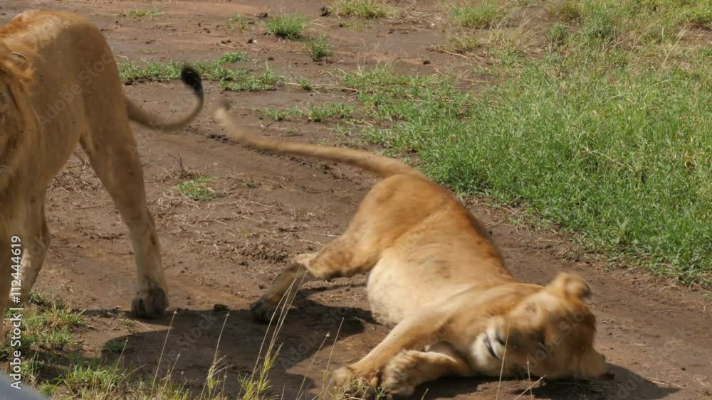 Male and female lions mating in the plains of Serengeti Tanzania - 4K ...
