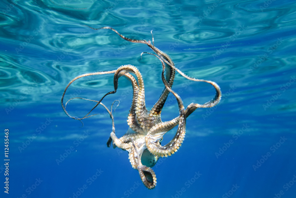 Octopus underwater Stock Photo | Adobe Stock