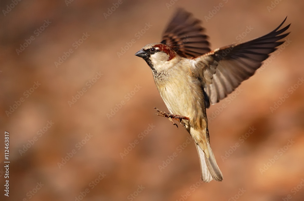 House Sparrow Flight