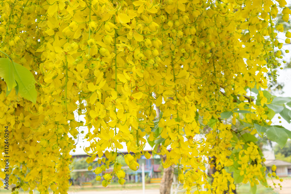 Golden Shower Tree Stock Photo | Adobe Stock