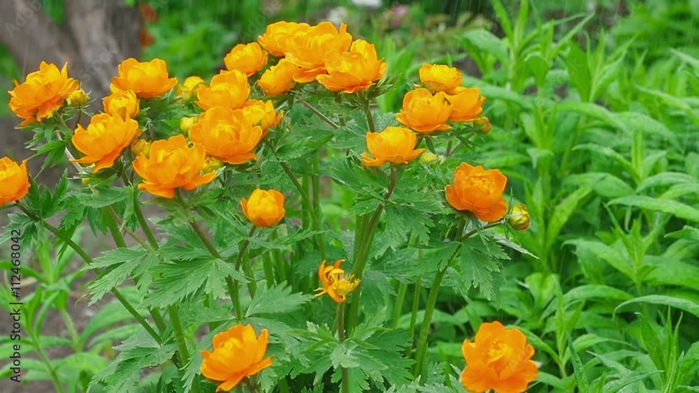 Trollius asiaticus orange flowers under rain Stock-Video | Adobe Stock