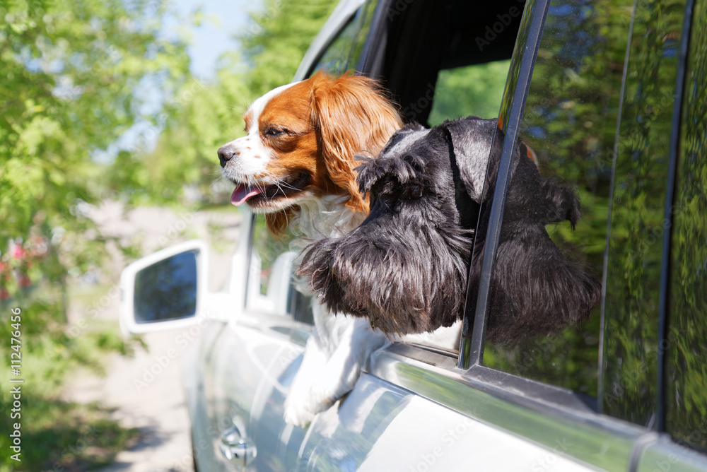 Why Do Dogs Stare Out The Window
