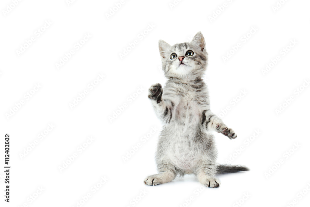 Beautiful cat isolated on white background Stock Photo | Adobe Stock