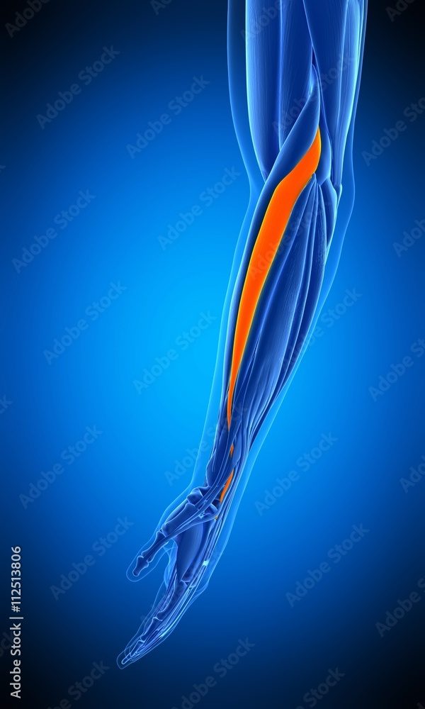 medically accurate illustration of the extensor carpi radialis longus ...