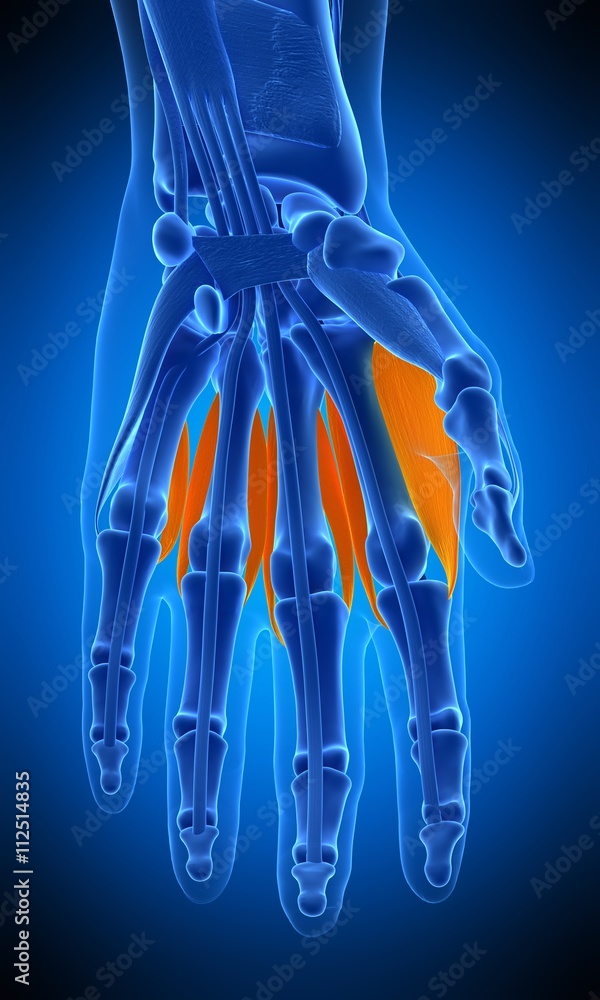medically accurate illustration of the dorsal interosseous Stock ...