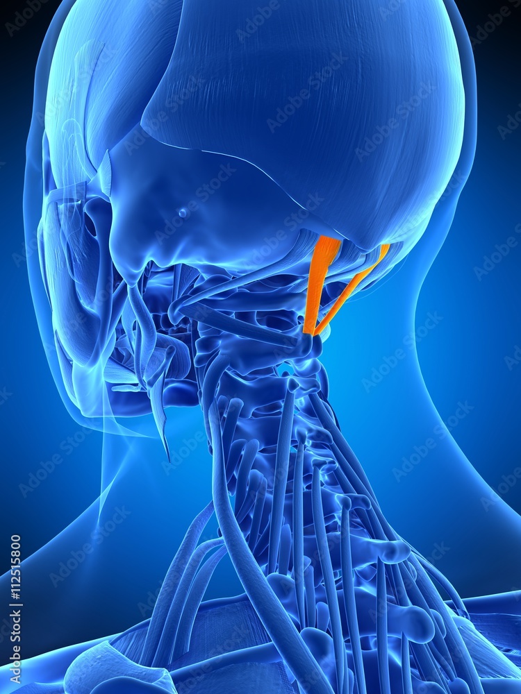 medically accurate illustration of the rectus capitis posterior major ...