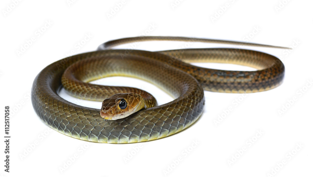 snake isolated on white background Stock Photo | Adobe Stock