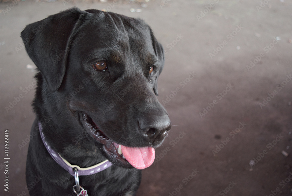 Rottweiler - Labrador Labrador Stock Photo | Adobe Stock