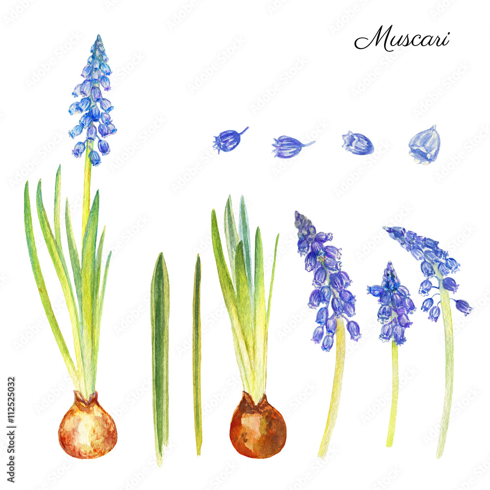 Muscari flowers hand drawn watercolor botanical illustration isolated ...