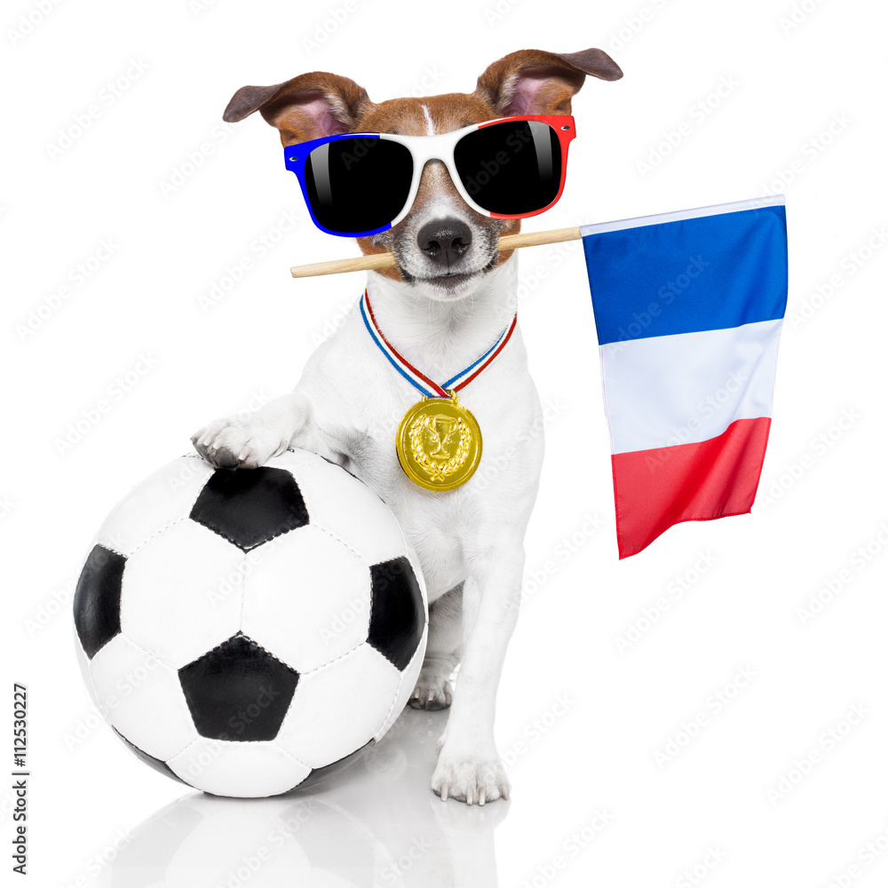 soccer football dog with ball Stock Photo | Adobe Stock