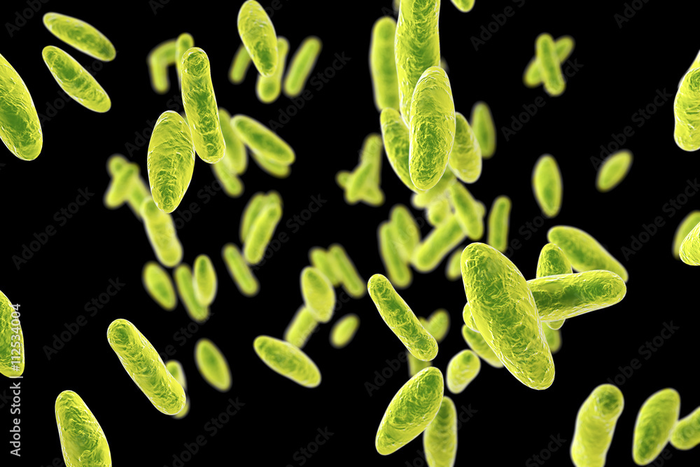 Brucella bacteria, 3D illustration. Gram-negative pleomorphic bacteria ...