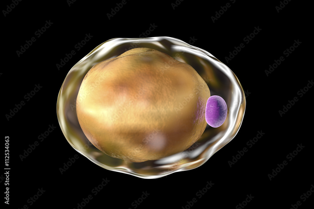 Fat cell, adipose cell, adipocyte. 3D illustration showing presence of ...