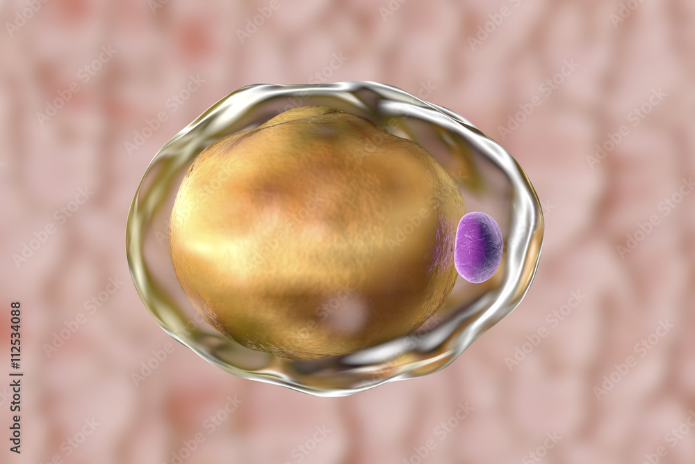 Fat cell, adipose cell, adipocyte. 3D illustration showing presence of ...