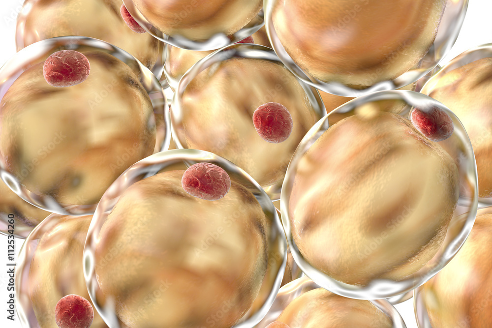 Fat cells, adipose cells, adipocytes. 3D illustration showing presence ...