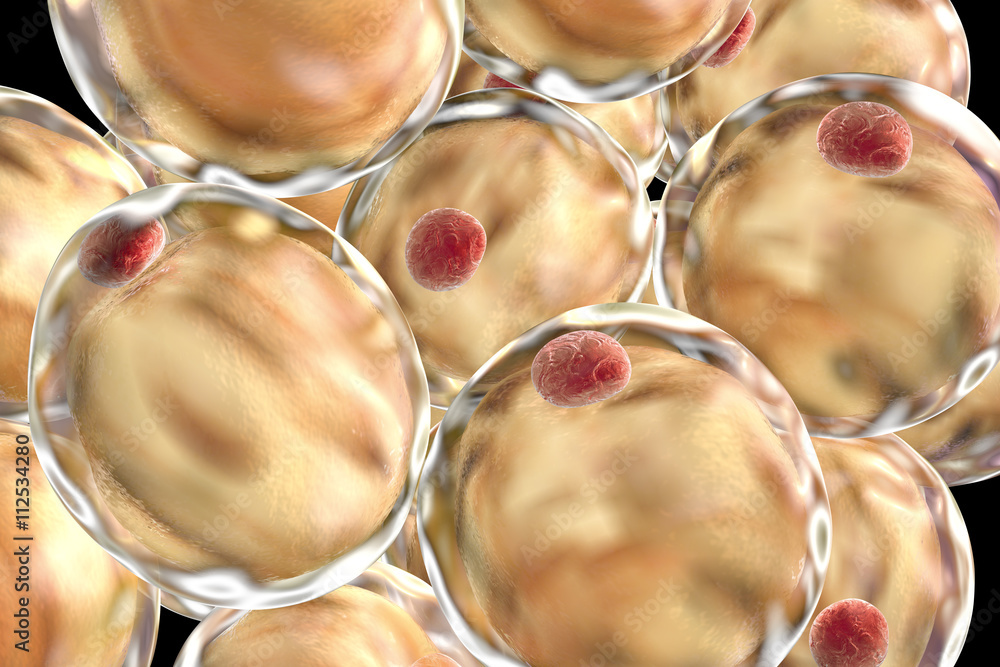 Fat cells, adipose cells, adipocytes. 3D illustration showing presence ...