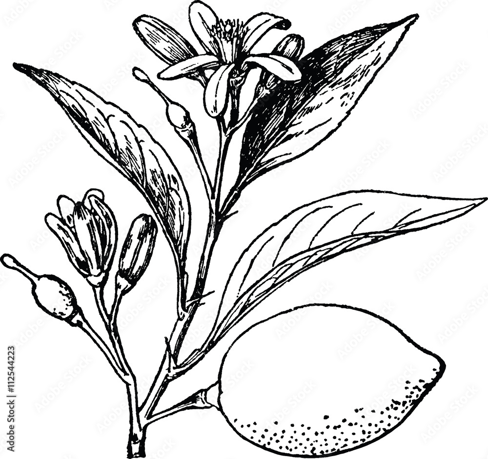 Lemon Tree Illustration