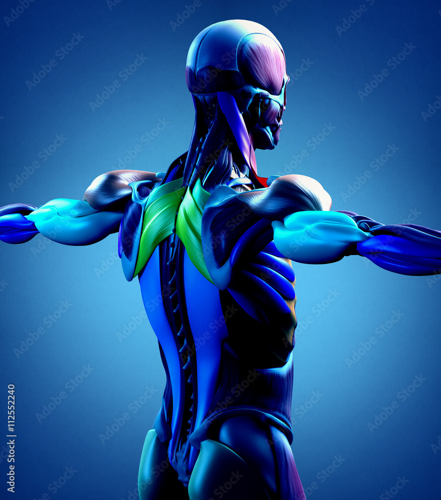 Human anatomy muscle groups, torso back, color coded. 3d illustration ...