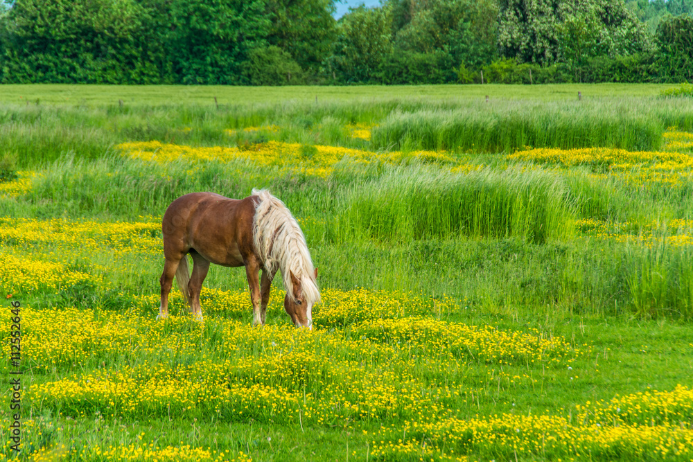 auf der Pferdekoppel Stock-Foto | Adobe Stock
