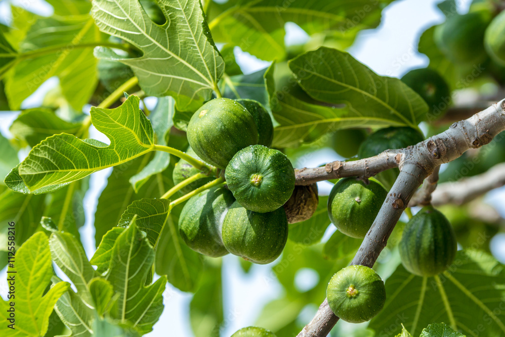 figs ripening on the branch of a fig tree ภาพถ่ายสต็อก | Adobe Stock