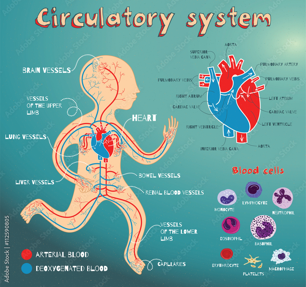 Fototapeta Zielony Vector cartoon illustration of human circulatory ... Fototapeta Zielony Vector cartoon illustration of human circulatory ...