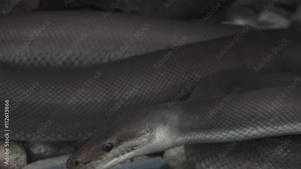Eastern brown snake (Pseudonaja textilis) considered the world's second ...