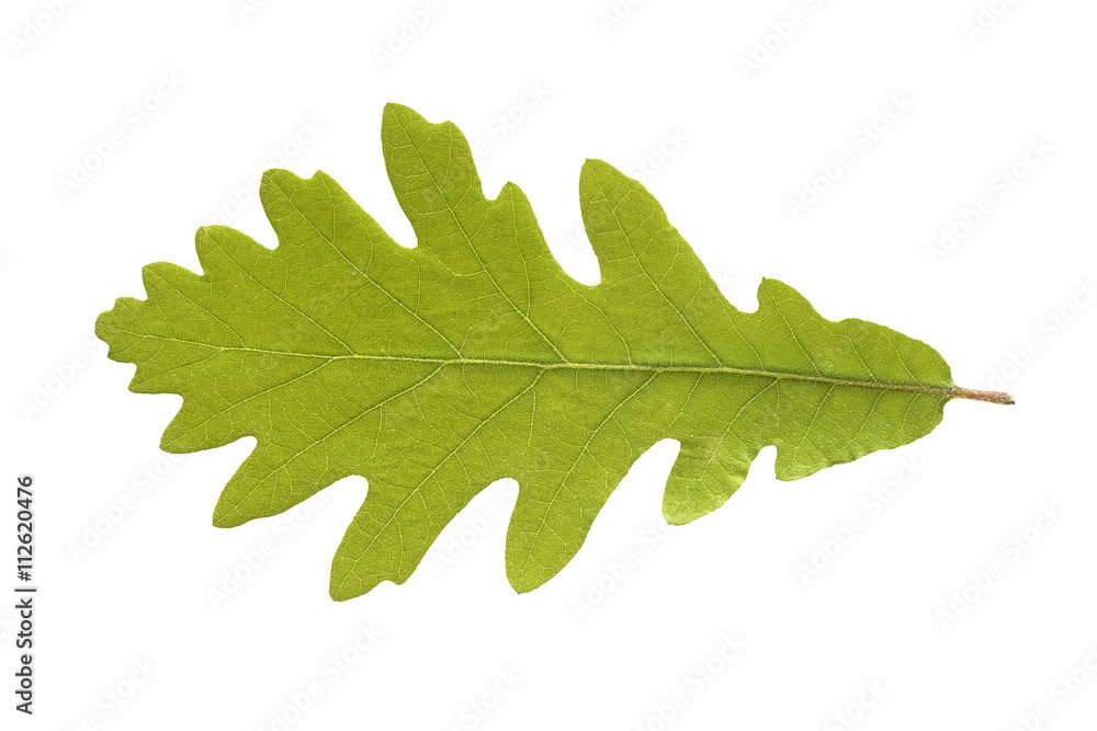 Hoja de roble en primavera Stock Photo | Adobe Stock
