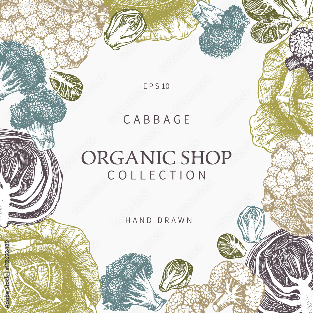 Hand drawn Cabbage Background. Vector eco food illustration. Vector ...
