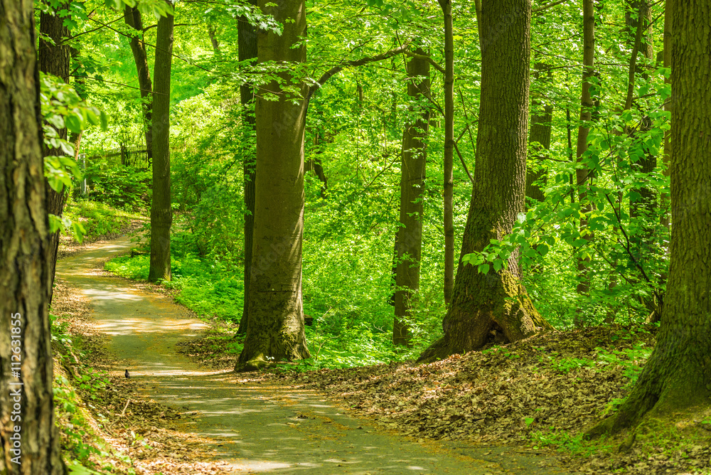 Naturlandschaft Natur Bäume Wald Weg Stock-Foto | Adobe Stock