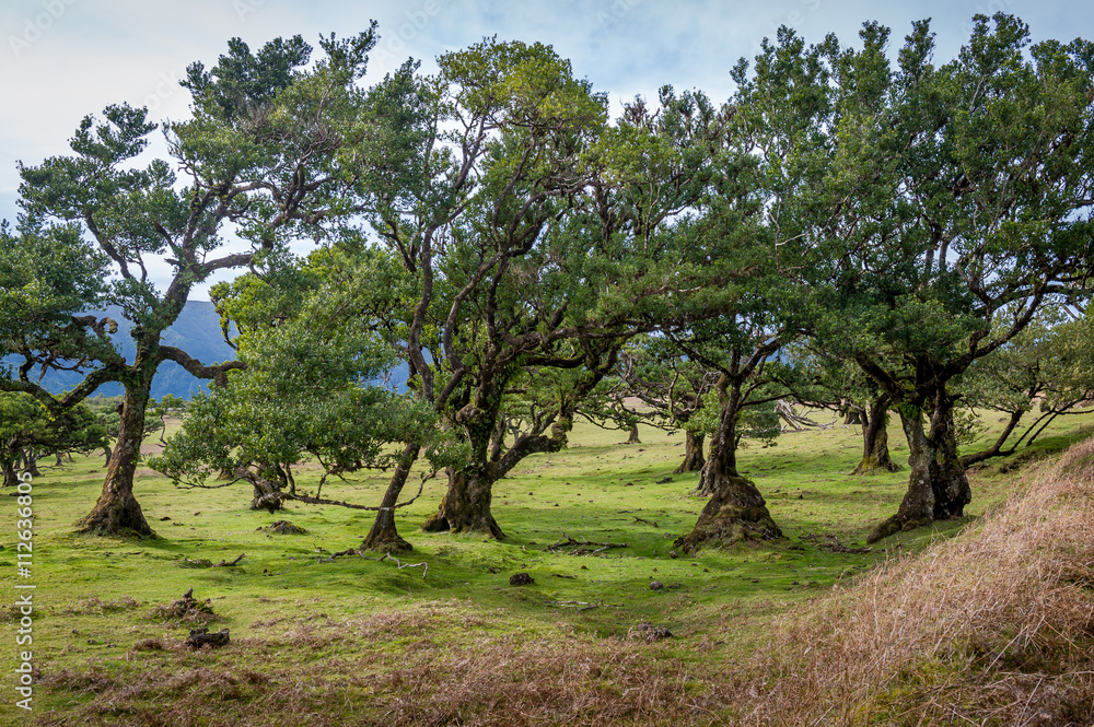 Curved trees of Fanal forest national park at Madeira island west Stock ...