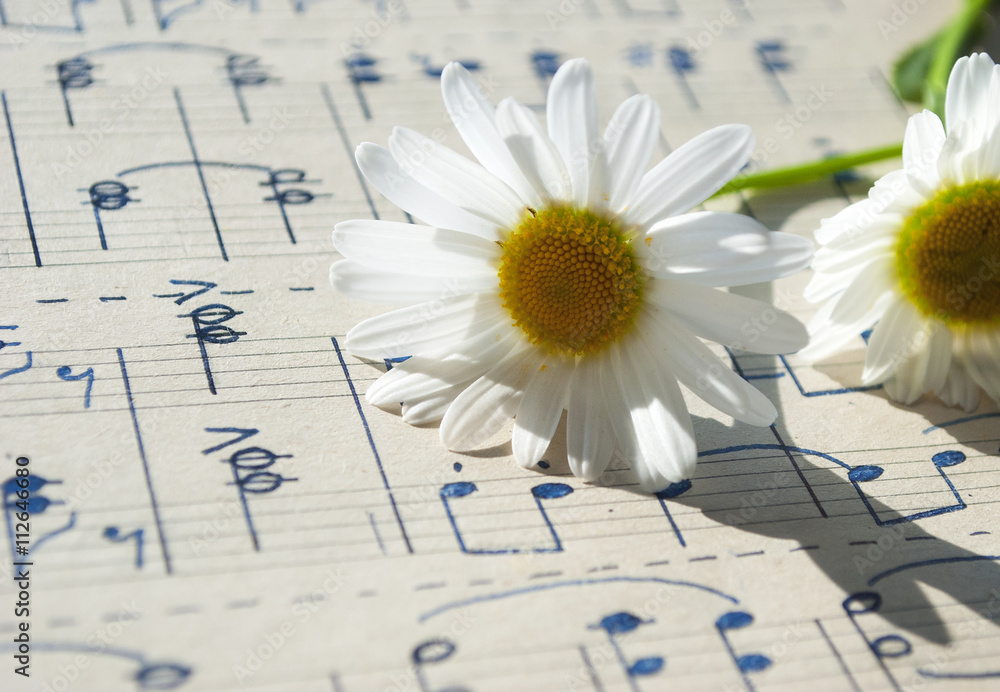 Alte, handgeschriebene Musiknoten mit Margerite (Leucanthemum ...