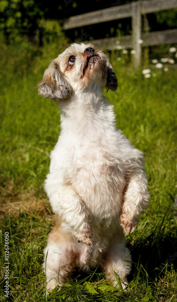 Sweet little Shih-Tzu standing on hind legs with green grass and ...
