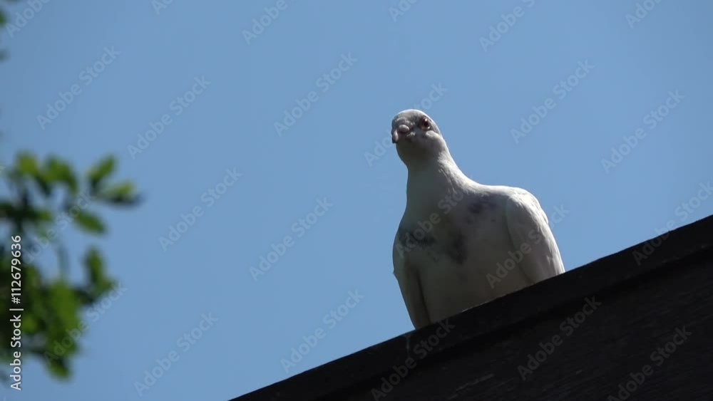 White dove looking down on camera below blue sky background and some ...