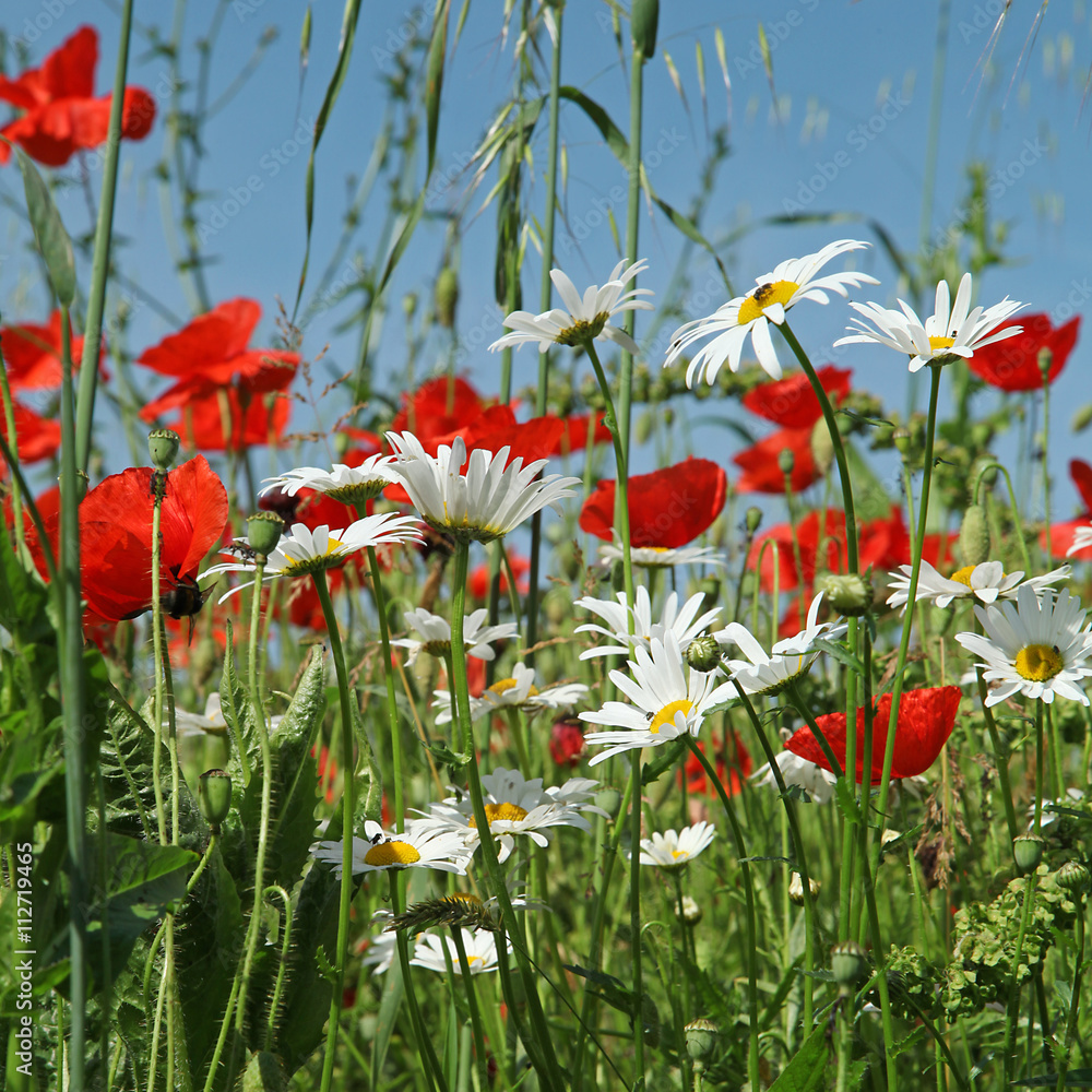 Coquelicots et marguerites Photos | Adobe Stock